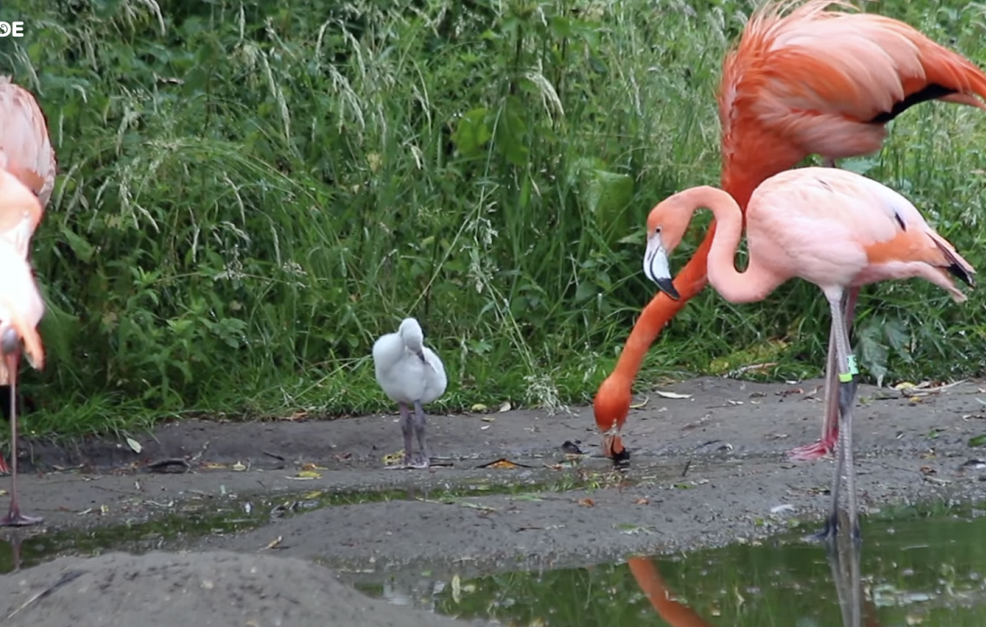 Audiomoves at the Zoo, Teacher Resources: 1.Flamingo