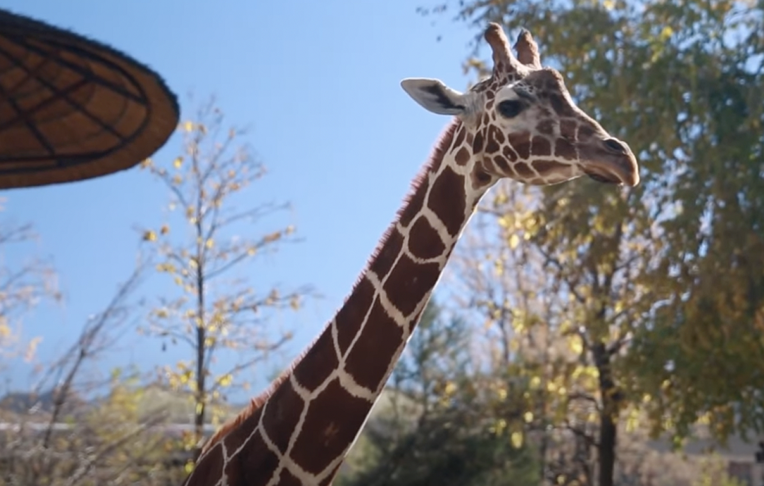 Audiomoves at the Zoo, Teacher Resources: 8.Giraffe